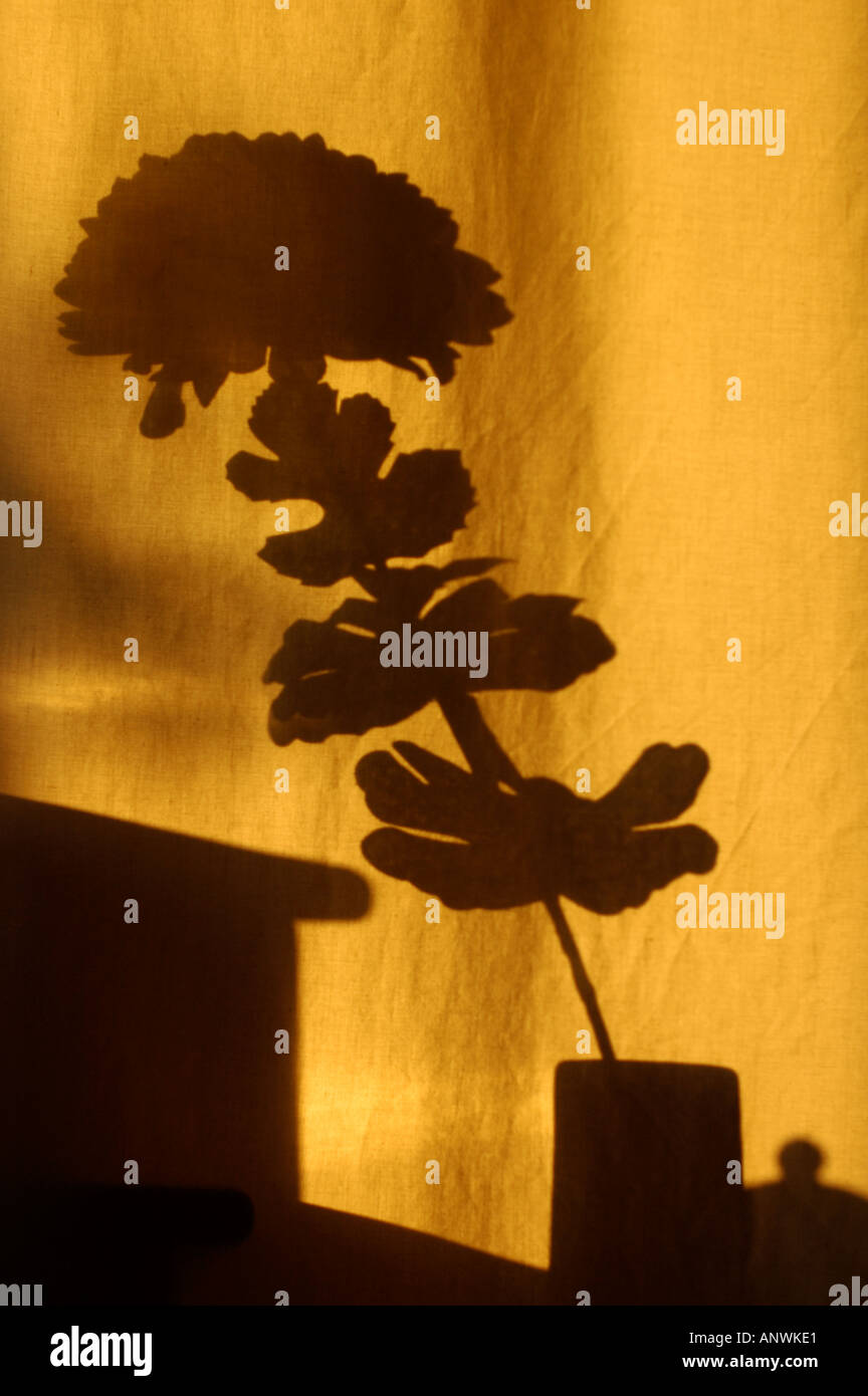 Shadow of a flower on a curtain Stock Photo - Alamy