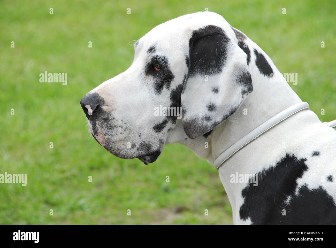 Portrait mastiff hi-res stock photography and images - Alamy