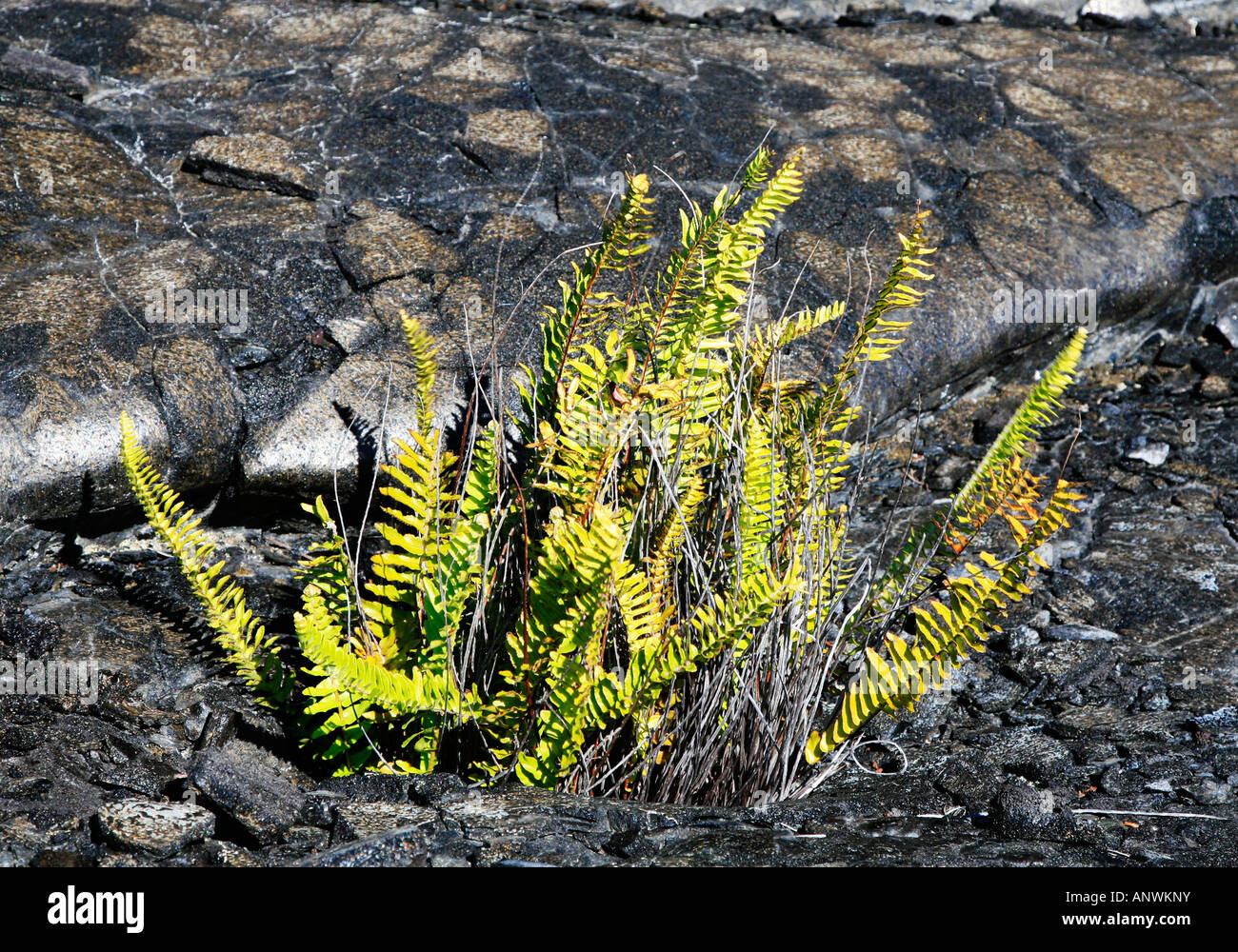 Fern growing on Pahoehoe lava flow Hawaii Volcanoes National Park Stock ...
