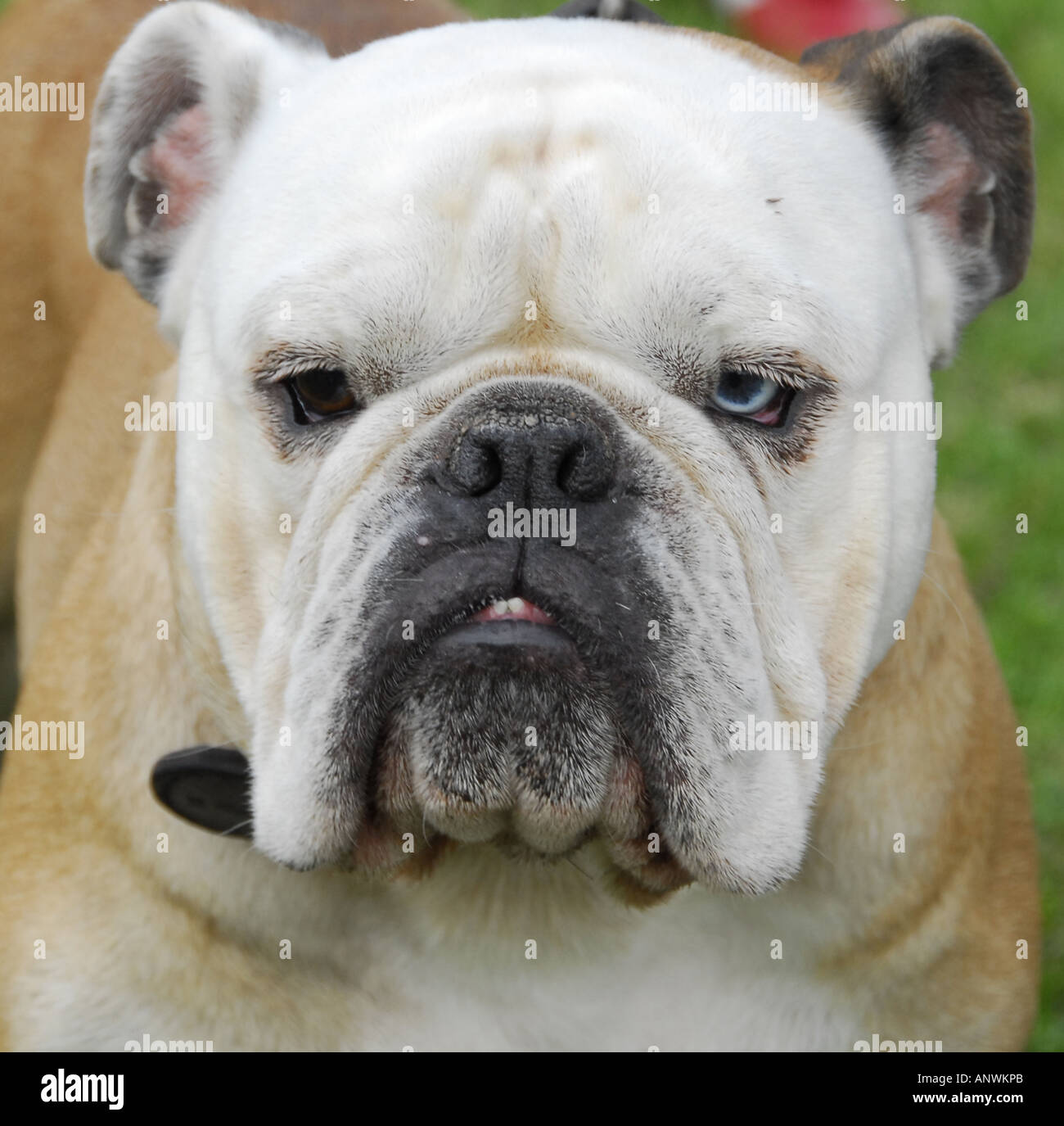 English bulldog, animal portrait Stock Photo - Alamy