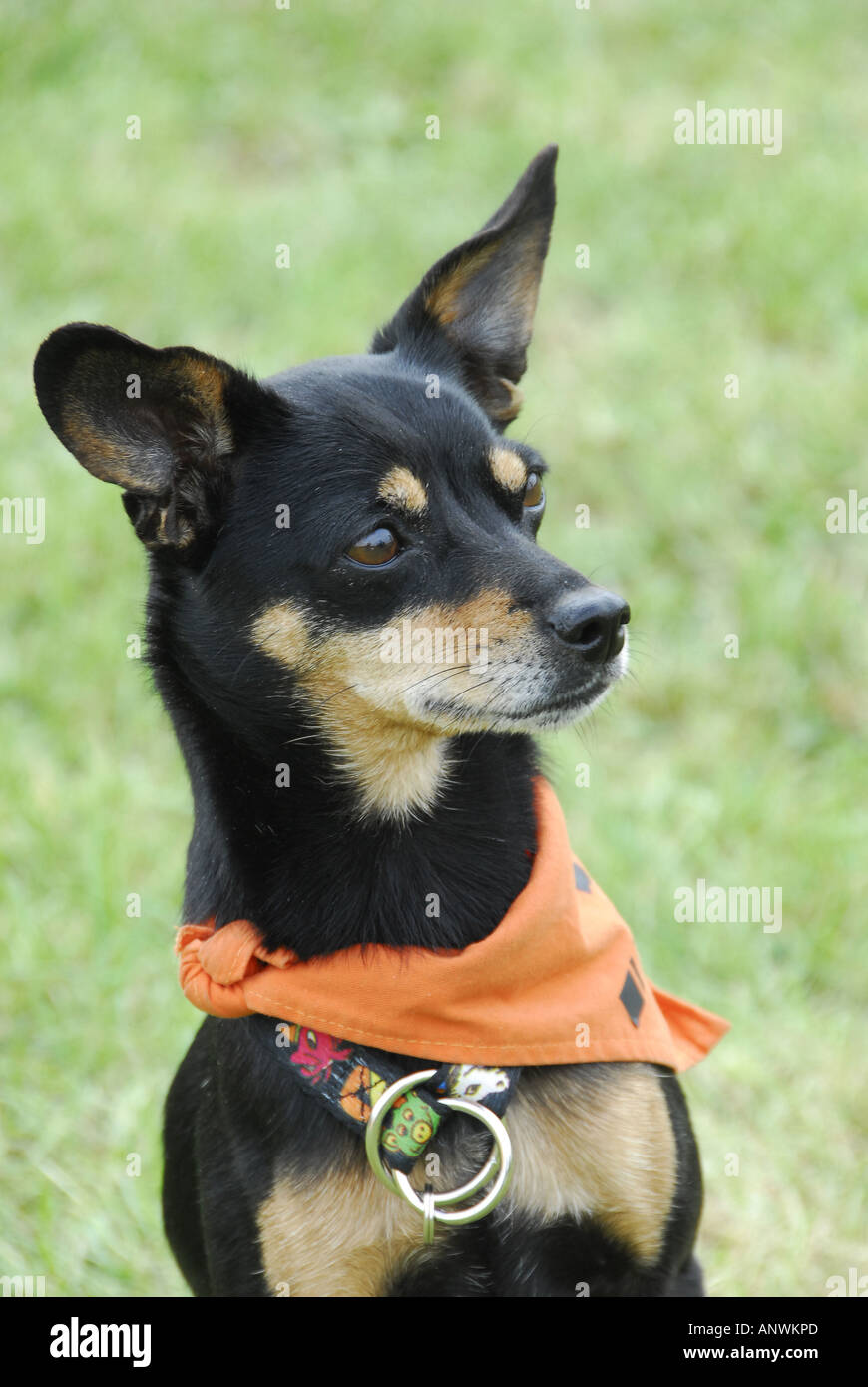 Half breed dog portrait hi-res stock photography and images - Alamy