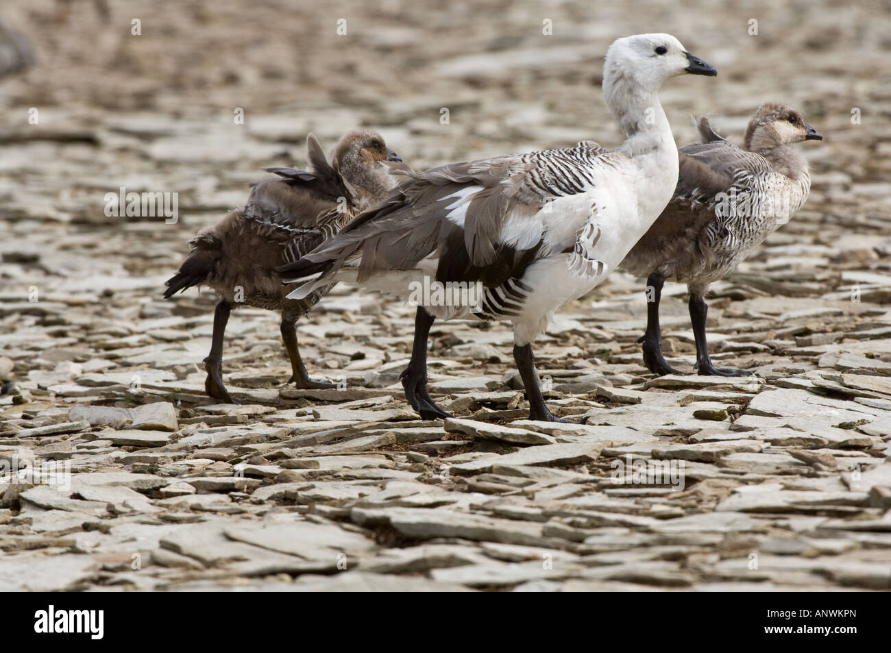 Upland Goose Chloephaga picta leucoptera adult male with two goslings ...