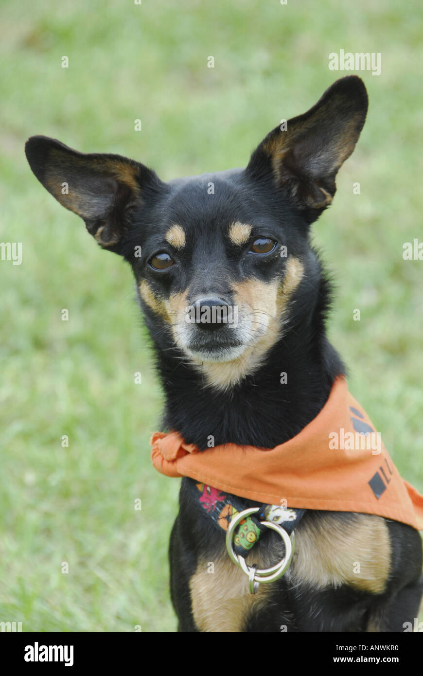Half breed dog hi-res stock photography and images - Alamy