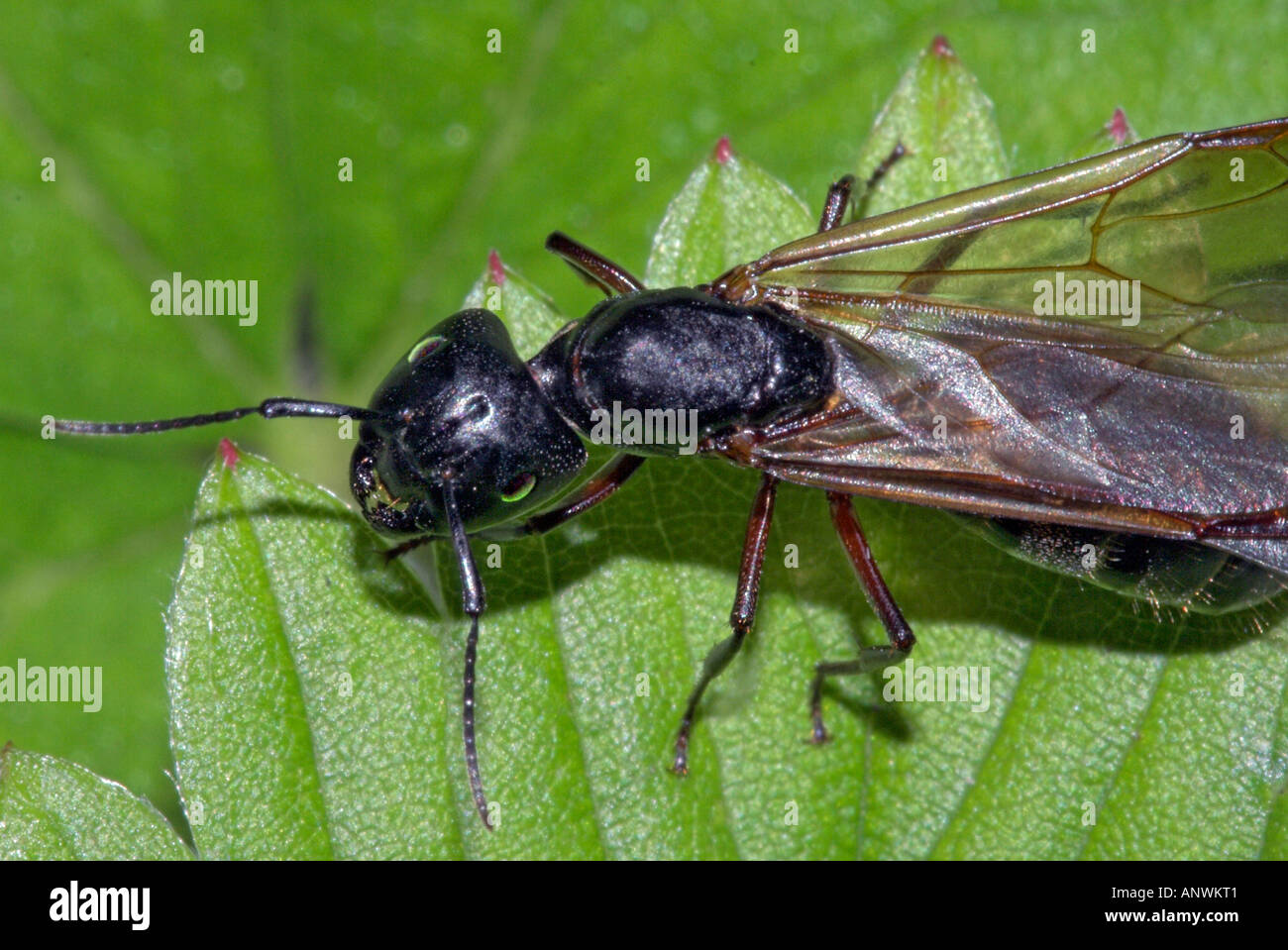 Alate ant hi-res stock photography and images - Alamy