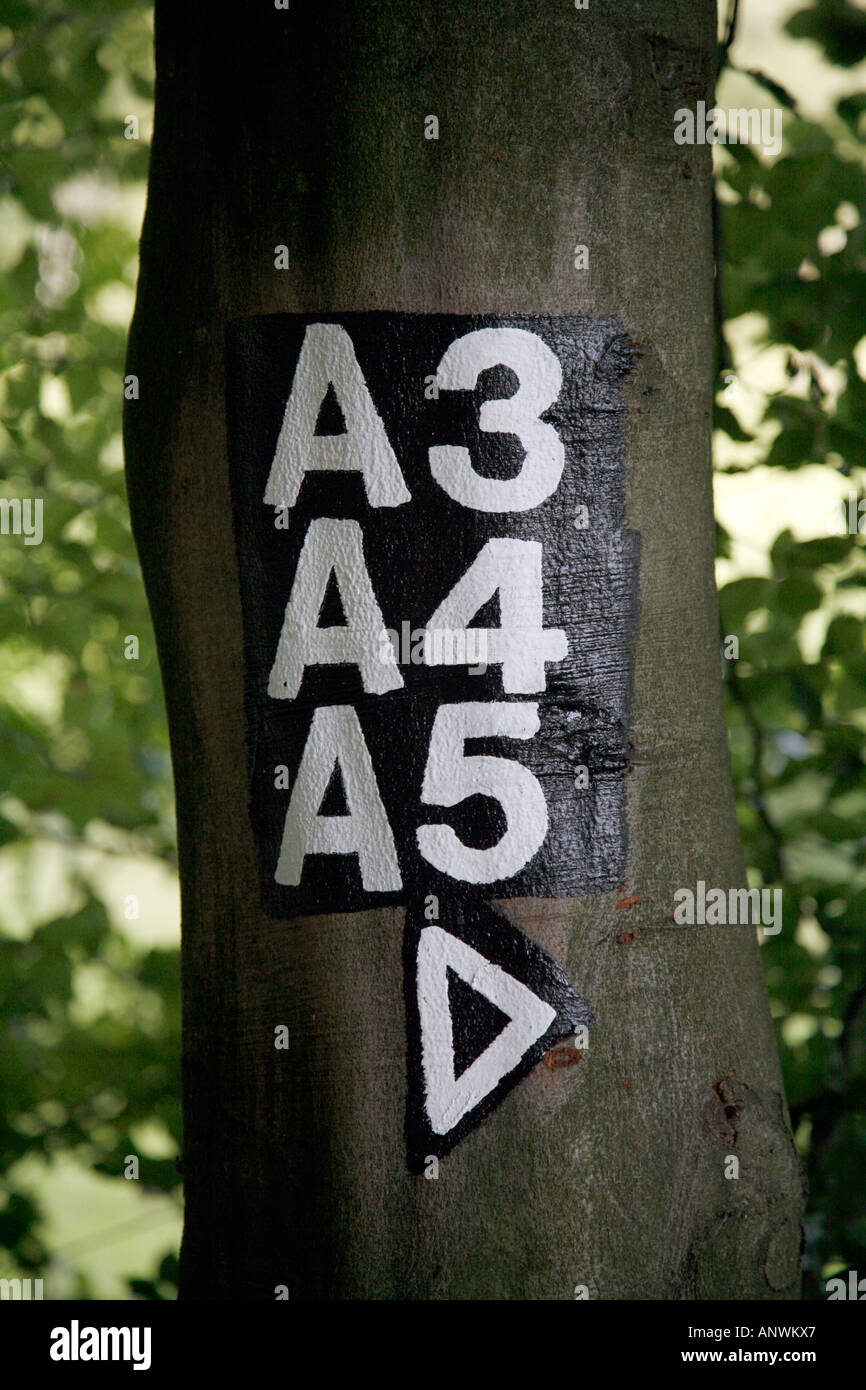 Markings on the tree trunks hi-res stock photography and images - Alamy