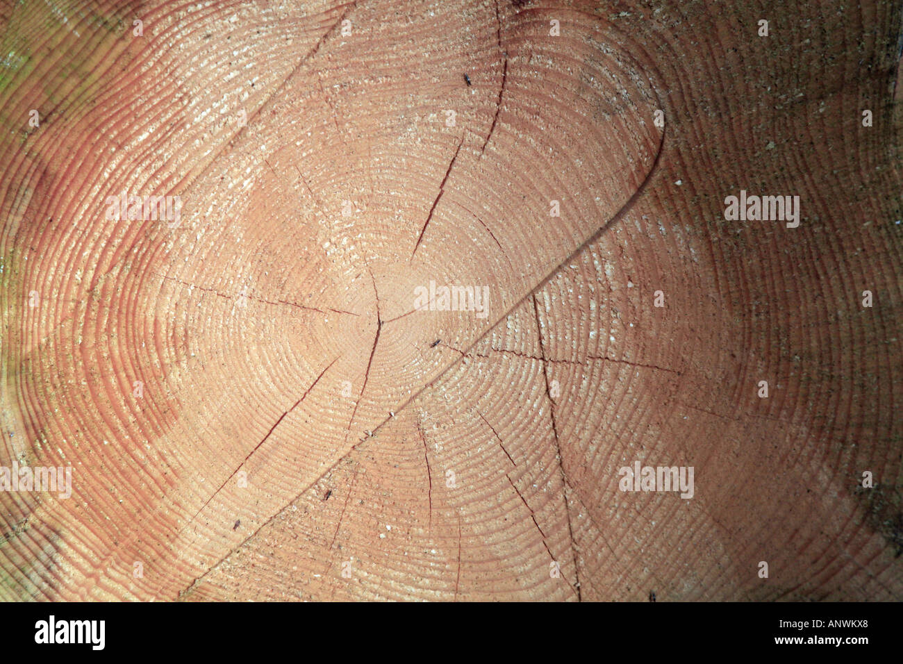 Cross section of a tree, showing annual rings Stock Photo - Alamy