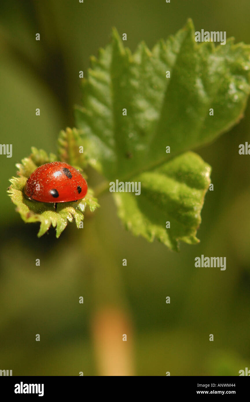 Ladybird on a leaf Stock Photo - Alamy