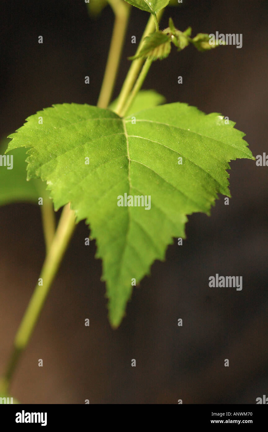 Betulaceae family hi-res stock photography and images - Alamy