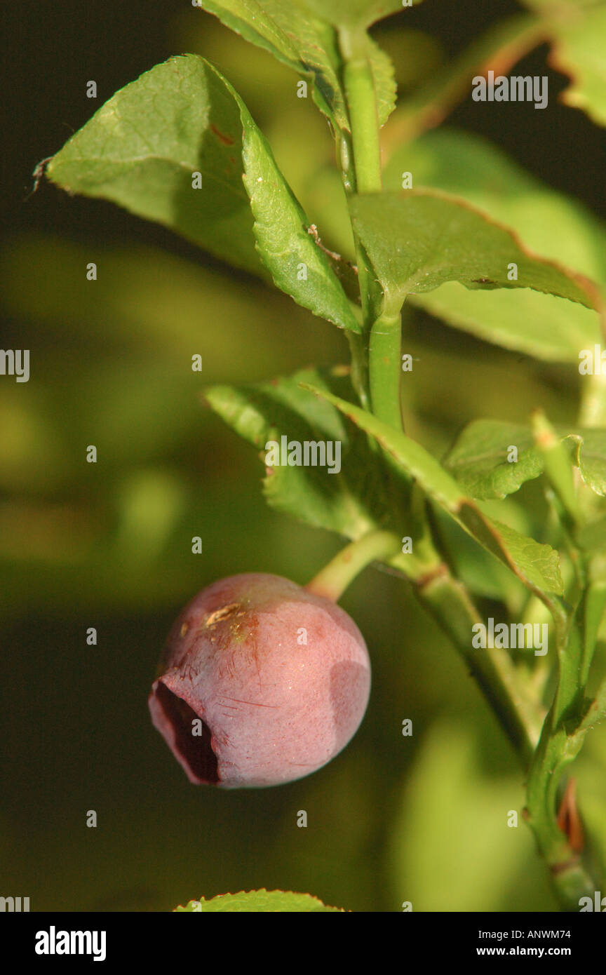 Bluecrop’ blueberry hi-res stock photography and images - Alamy