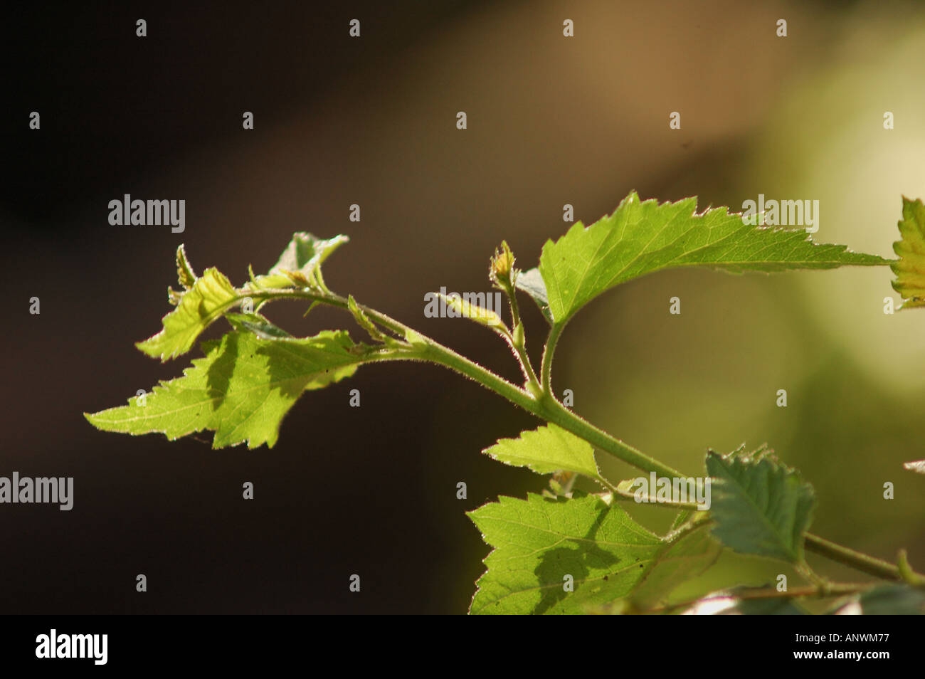In the family betulaceae hi-res stock photography and images - Alamy