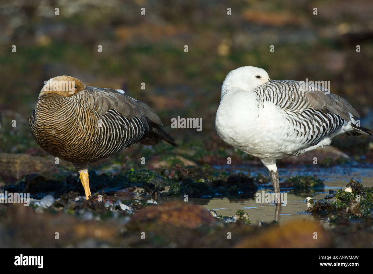 Upland Goose Chloephaga picta leucoptera pair roosting Carcass Island ...