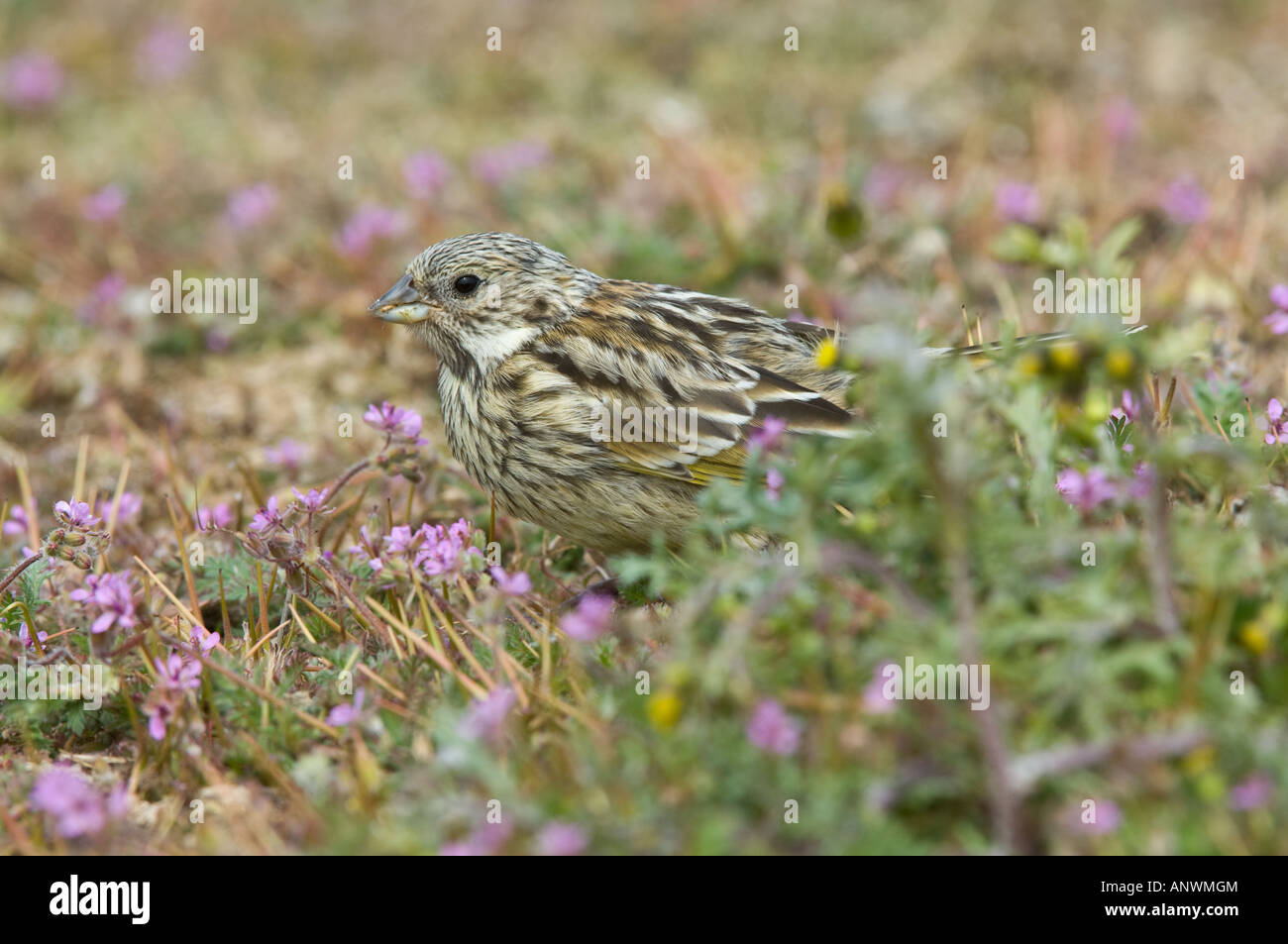 Black throated Canary winged Finch (Melanodera m. melanodera) female ...