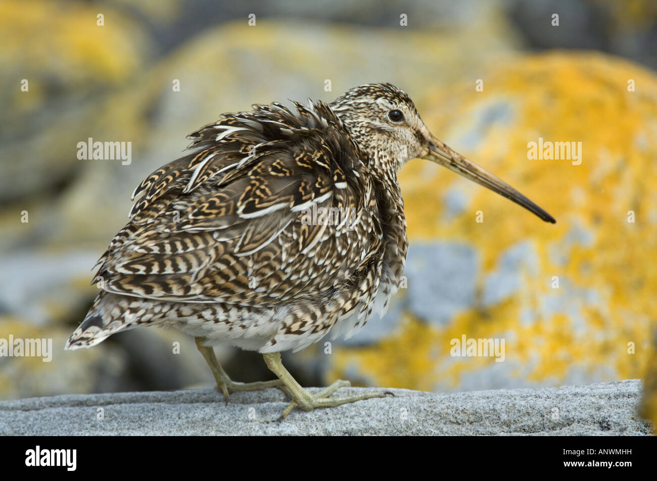 Magellanica hi-res stock photography and images - Alamy