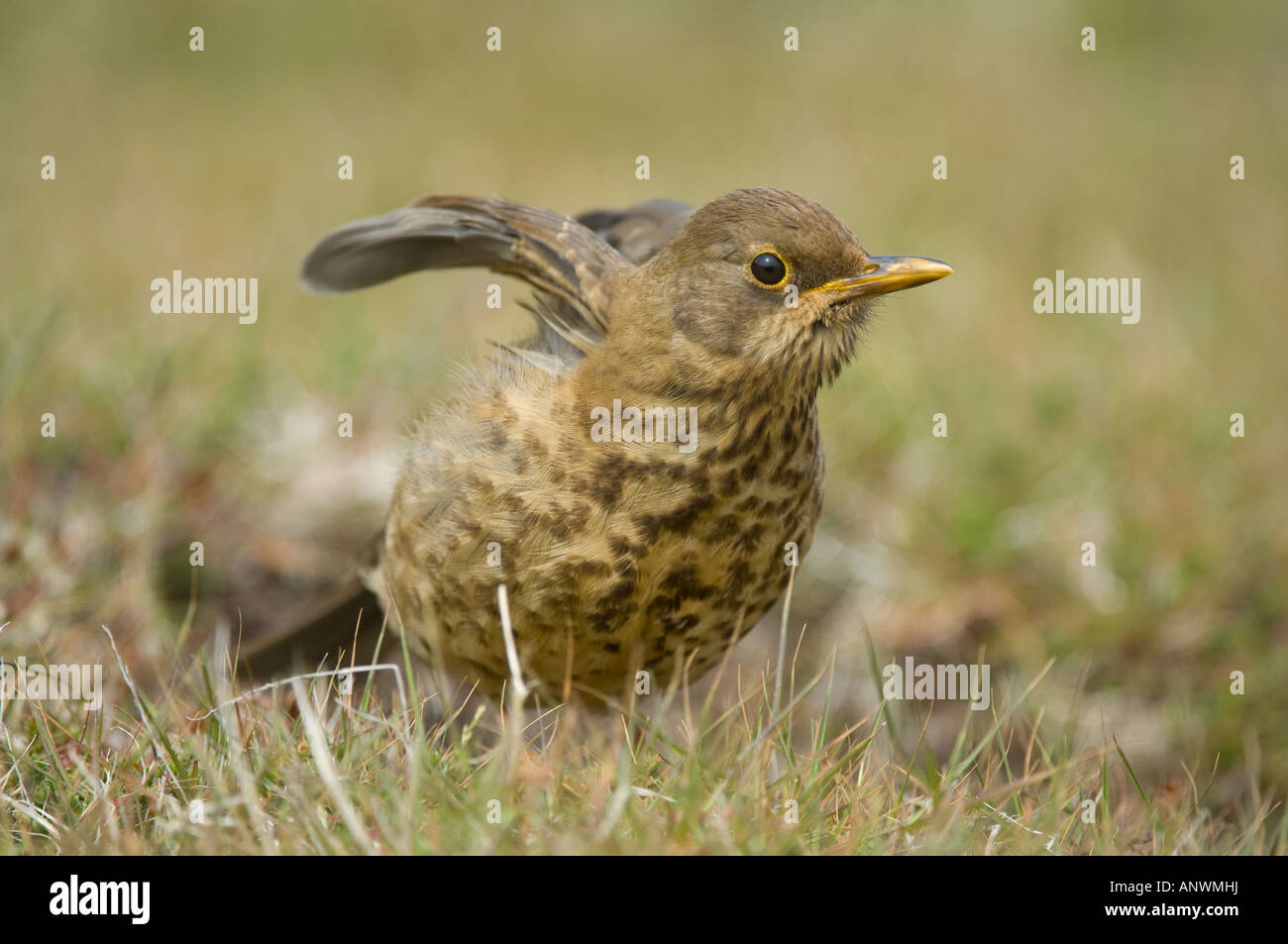 Falklands thrush hi-res stock photography and images - Alamy