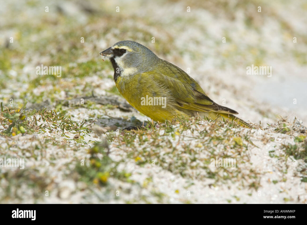 Canary islands finches hi-res stock photography and images - Alamy