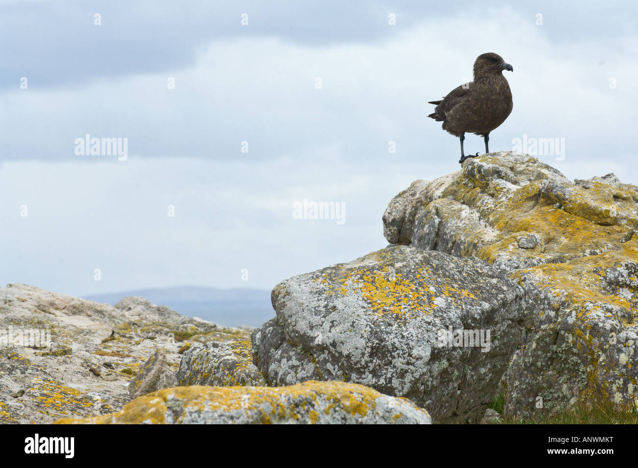 Subantarctic skuas hi-res stock photography and images - Alamy