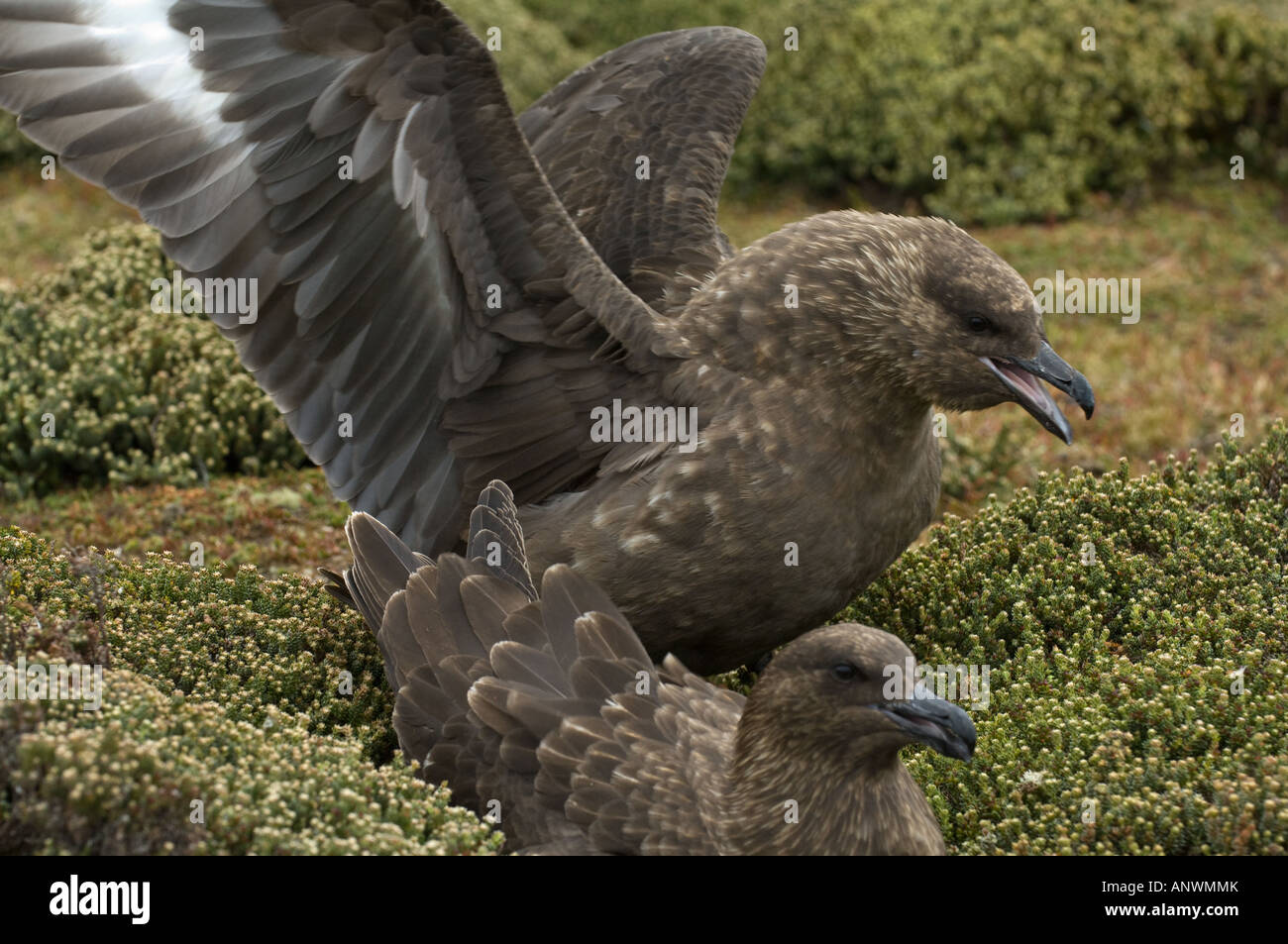 Birds defending nest hi-res stock photography and images - Alamy