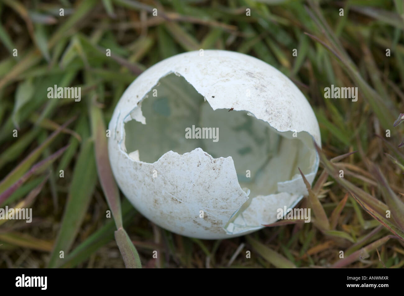 Falklands egg skua brown skua falkland skua hi-res stock photography ...