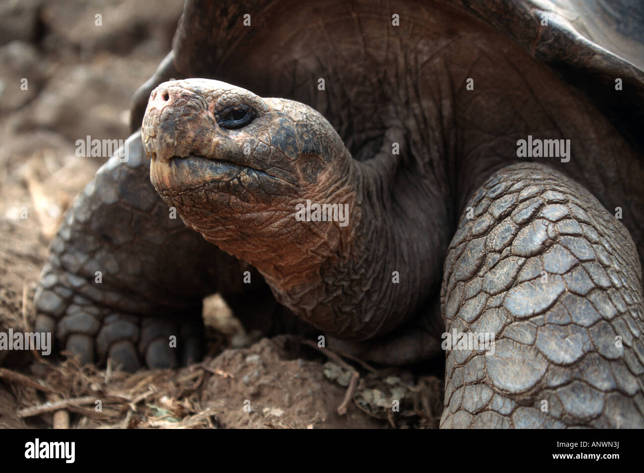 Galapagos giant tortoise (Geochelone elephantopus, Geochelone nigra ...
