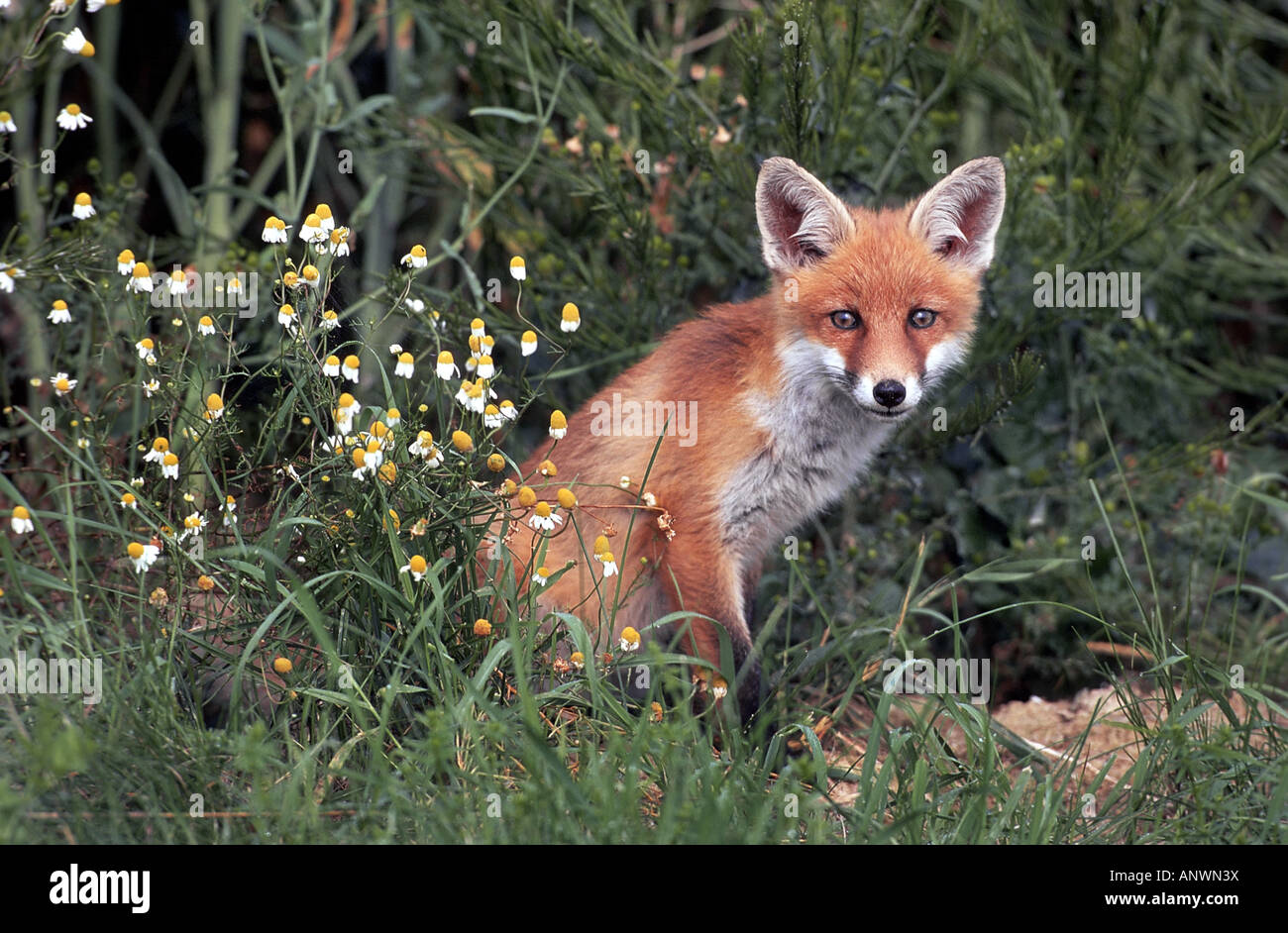 red fox (Vulpes vulpes), next to German Chamomile, Germany Stock Photo ...
