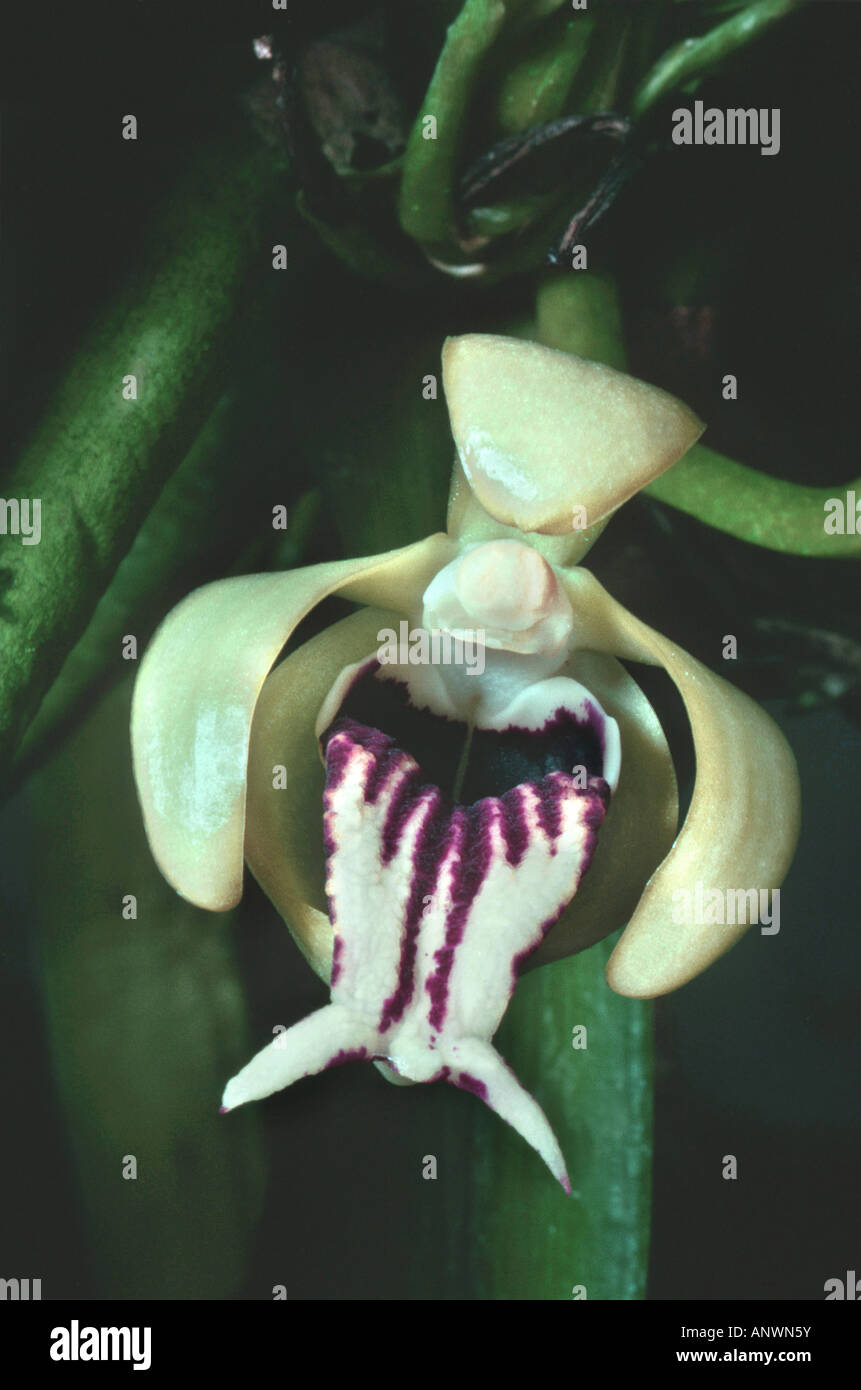 Vanda (Vanda cristata), flower Stock Photo - Alamy