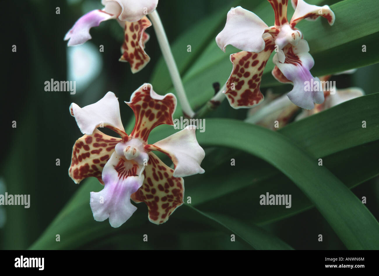 Vanda vanda tricolor hi-res stock photography and images - Alamy