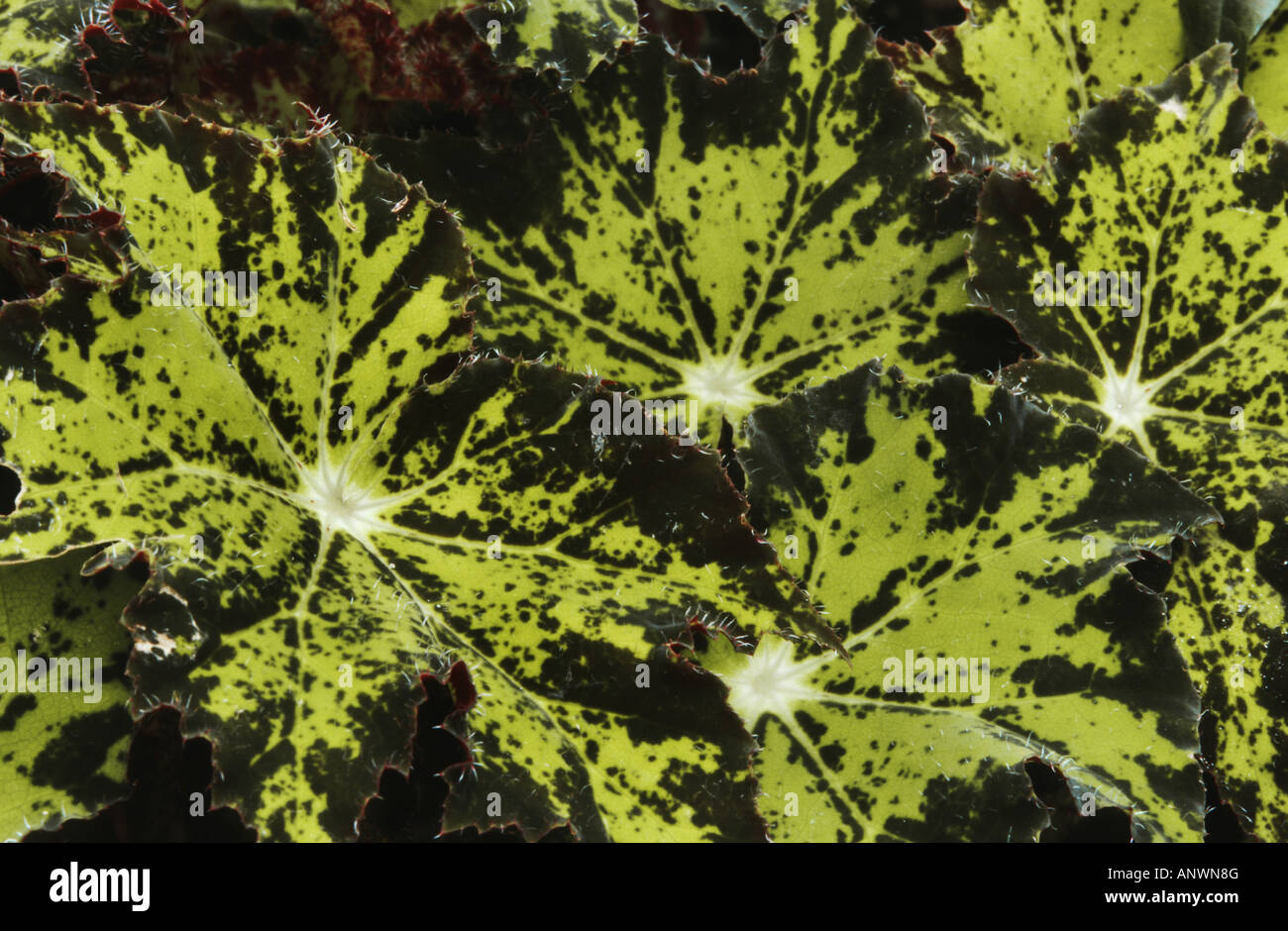 Begonia begonia subacida hi-res stock photography and images - Alamy