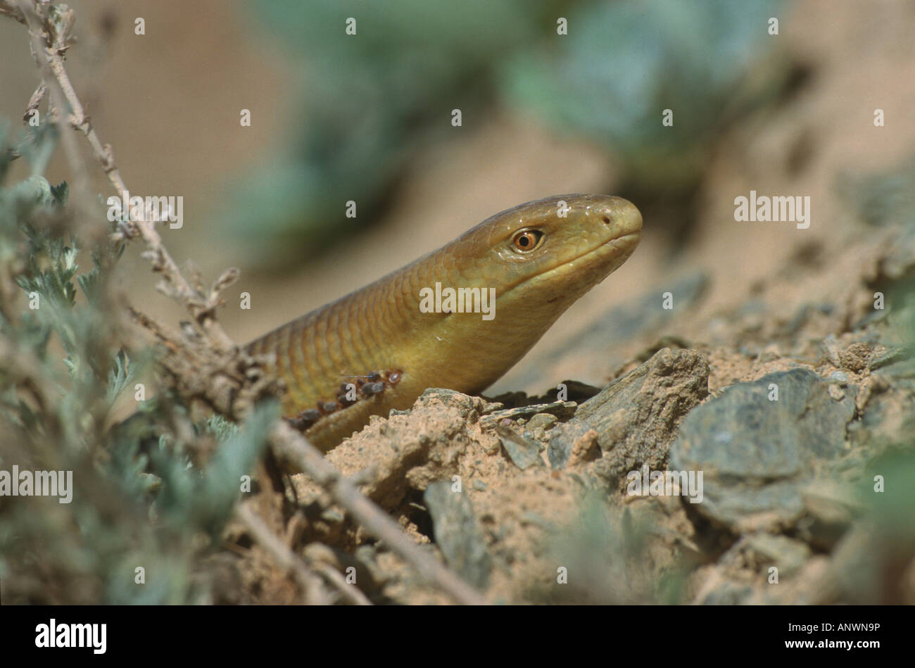 European glass lizard, armored glass lizard (Ophisaurus apodus ...
