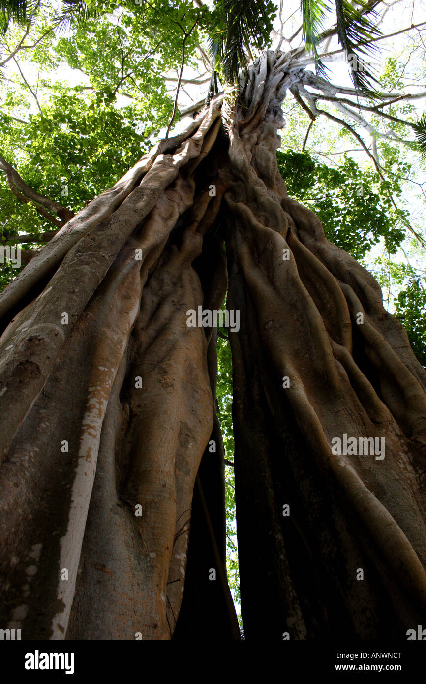 Wirey tree hi-res stock photography and images - Alamy