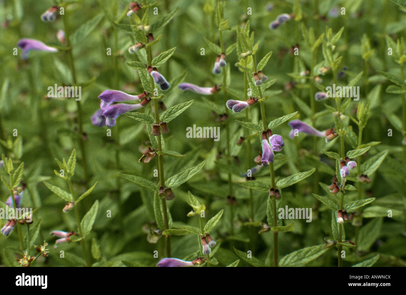 Common Scullcap High Resolution Stock Photography and Images - Alamy