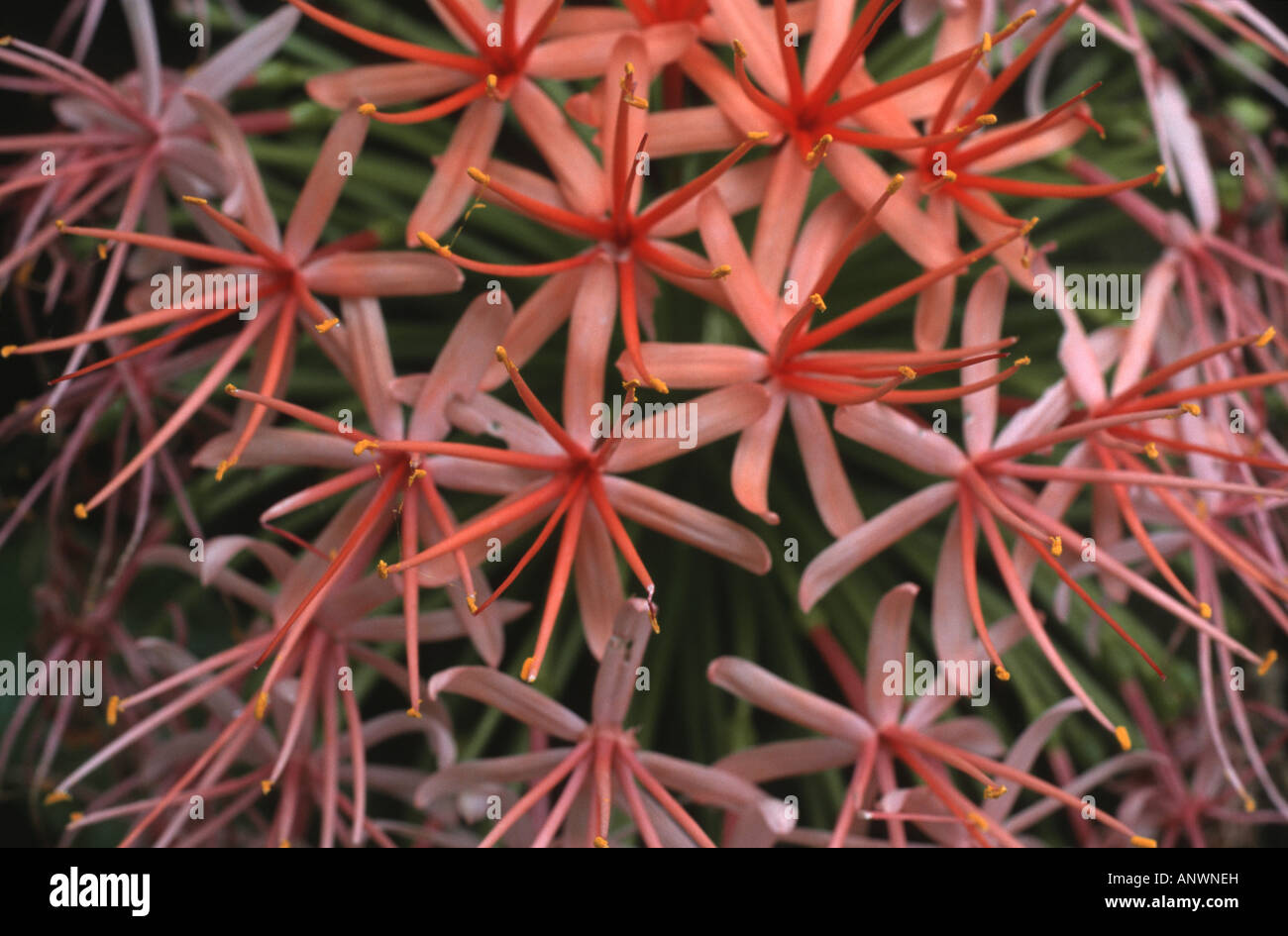 blood lily, cape tulip (Haemanthus katherinae, Scadoxus multiflorus ssp ...