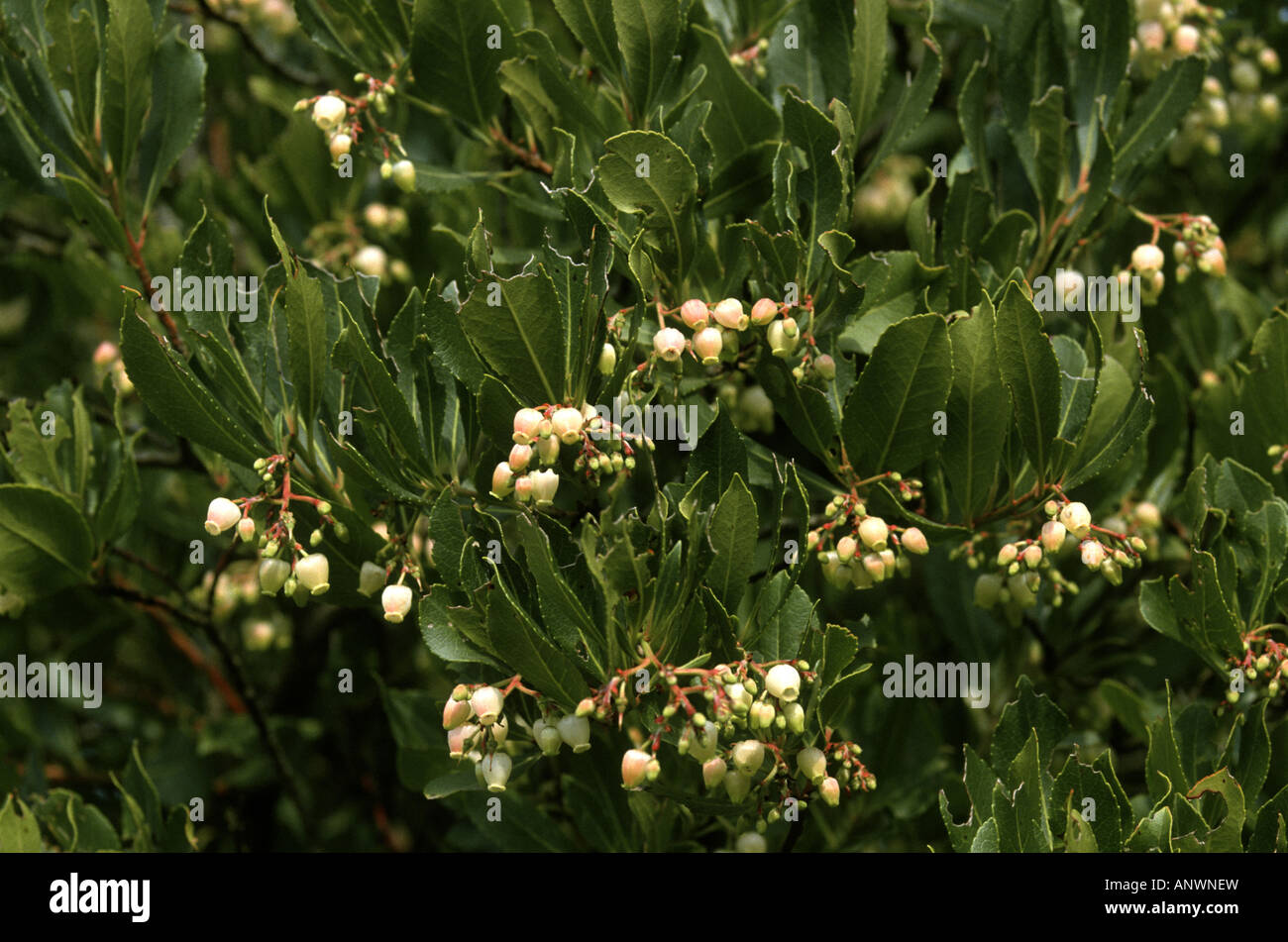 killarney strawberry tree (Arbutus unedo), blooming Stock Photo - Alamy