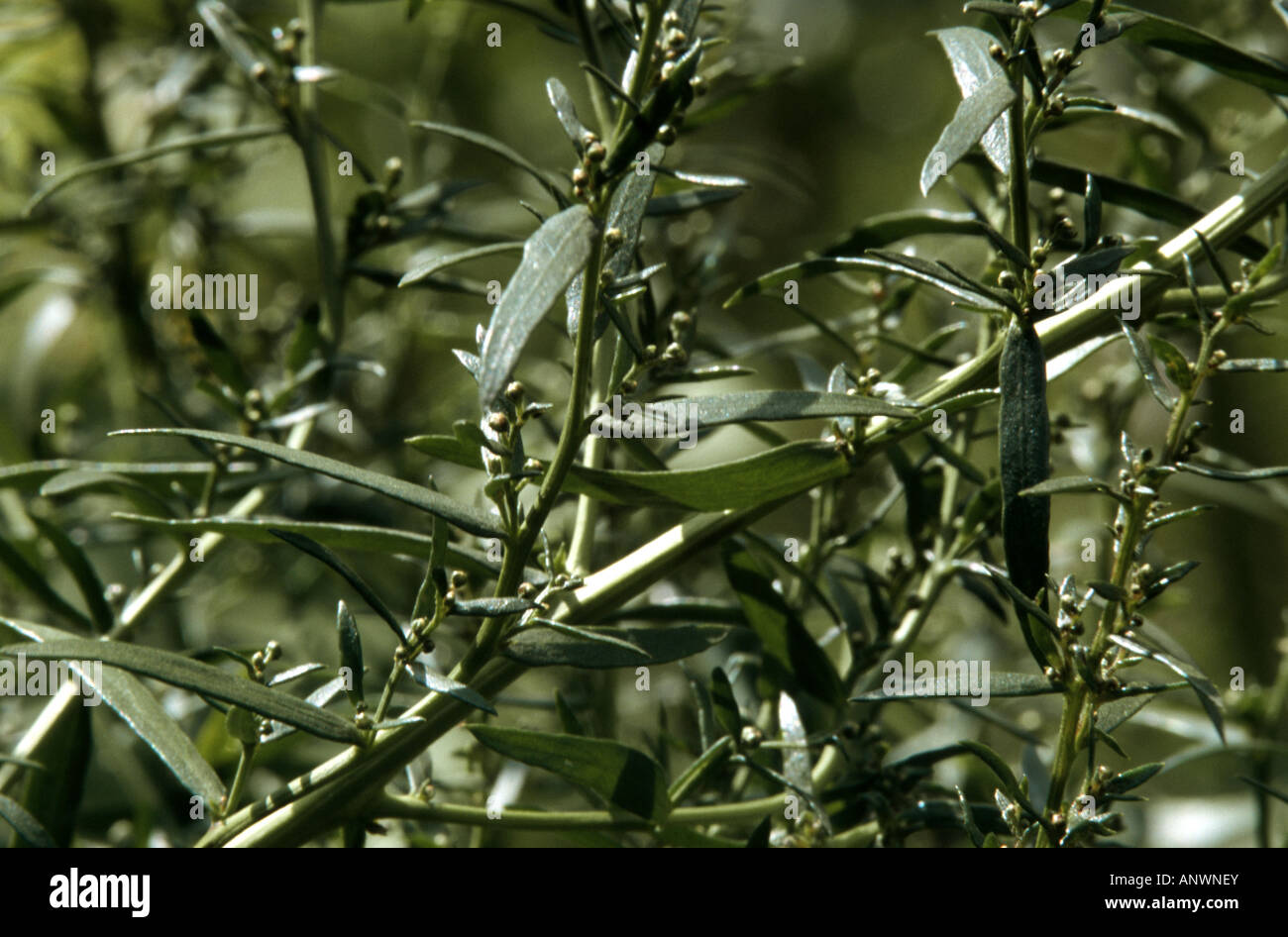 dragon sagewort, tarragon, estragole, esdragol, esdragon (Artemisia ...