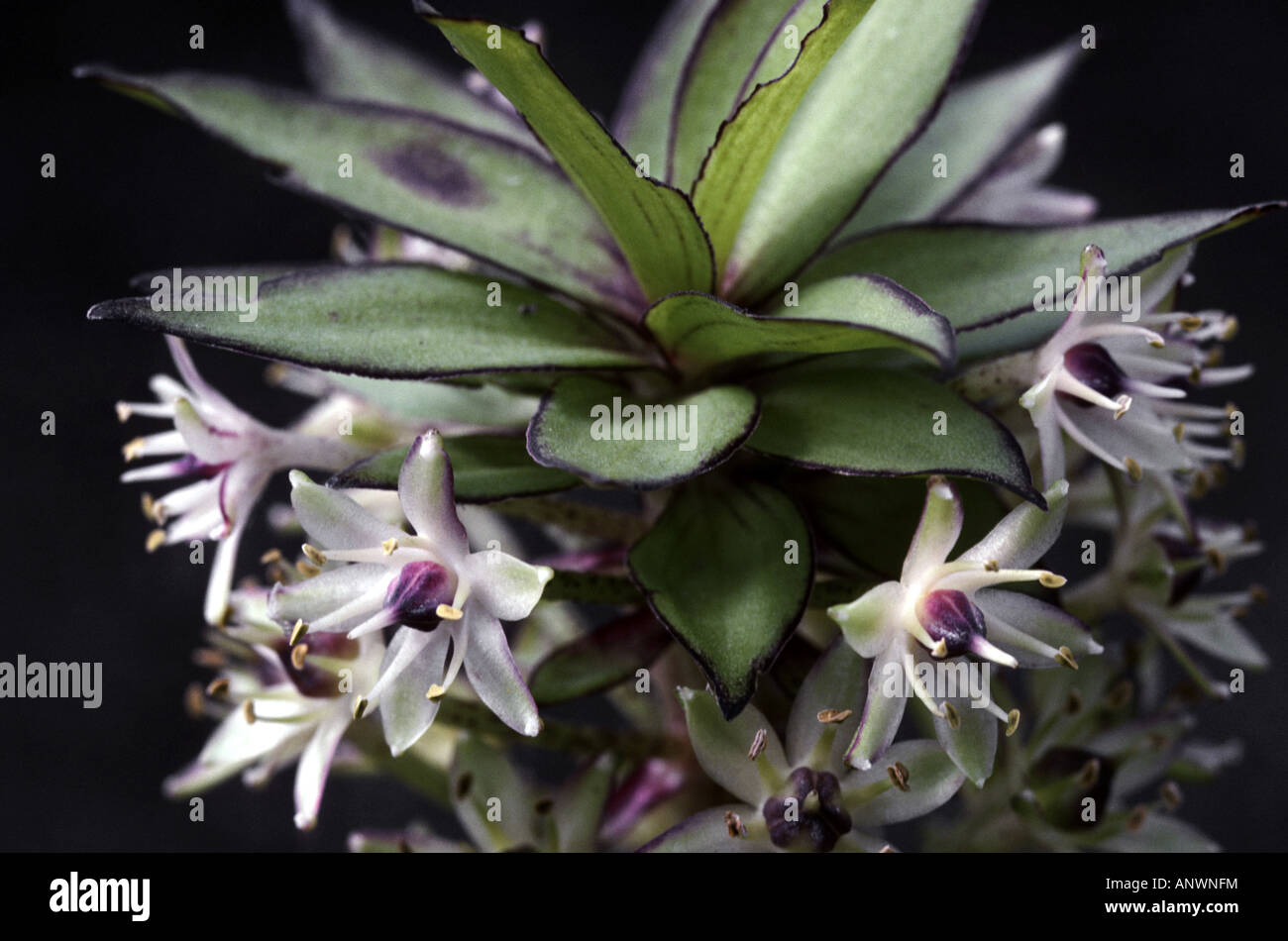 Koenig Lily High Resolution Stock Photography and Images - Alamy