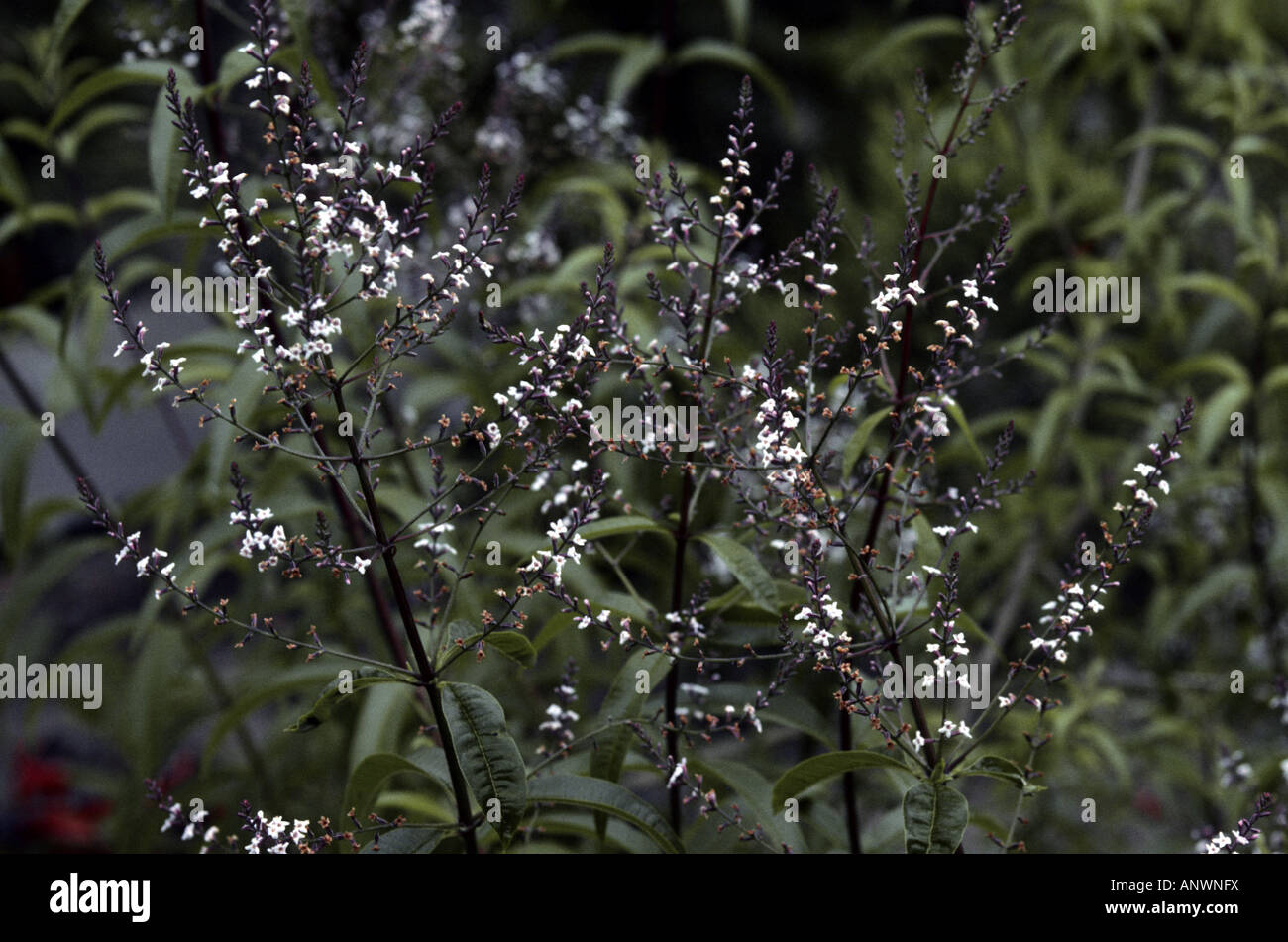 Lippia Triphylla High Resolution Stock Photography and Images - Alamy