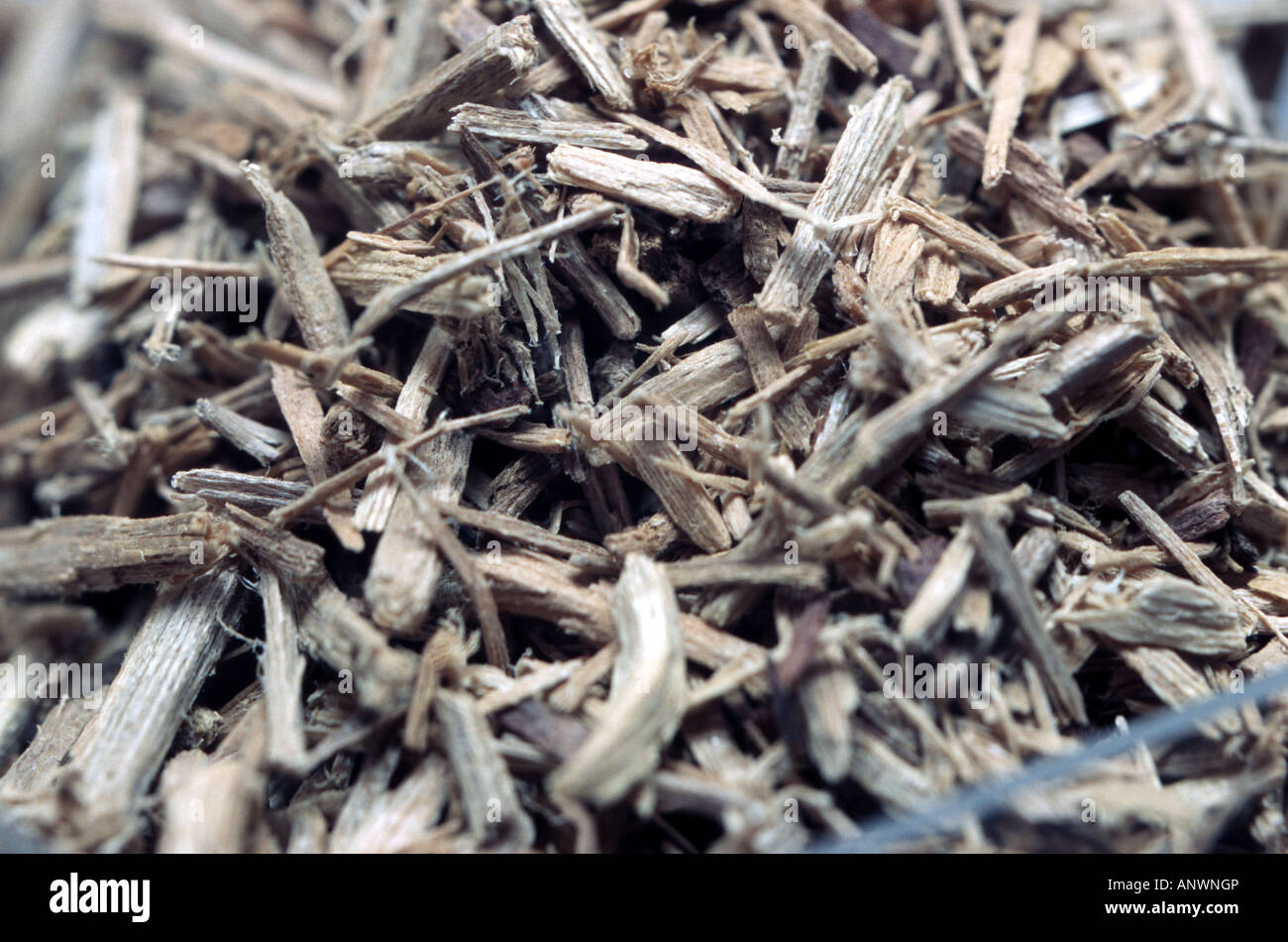 Sassafras trees hi-res stock photography and images - Alamy