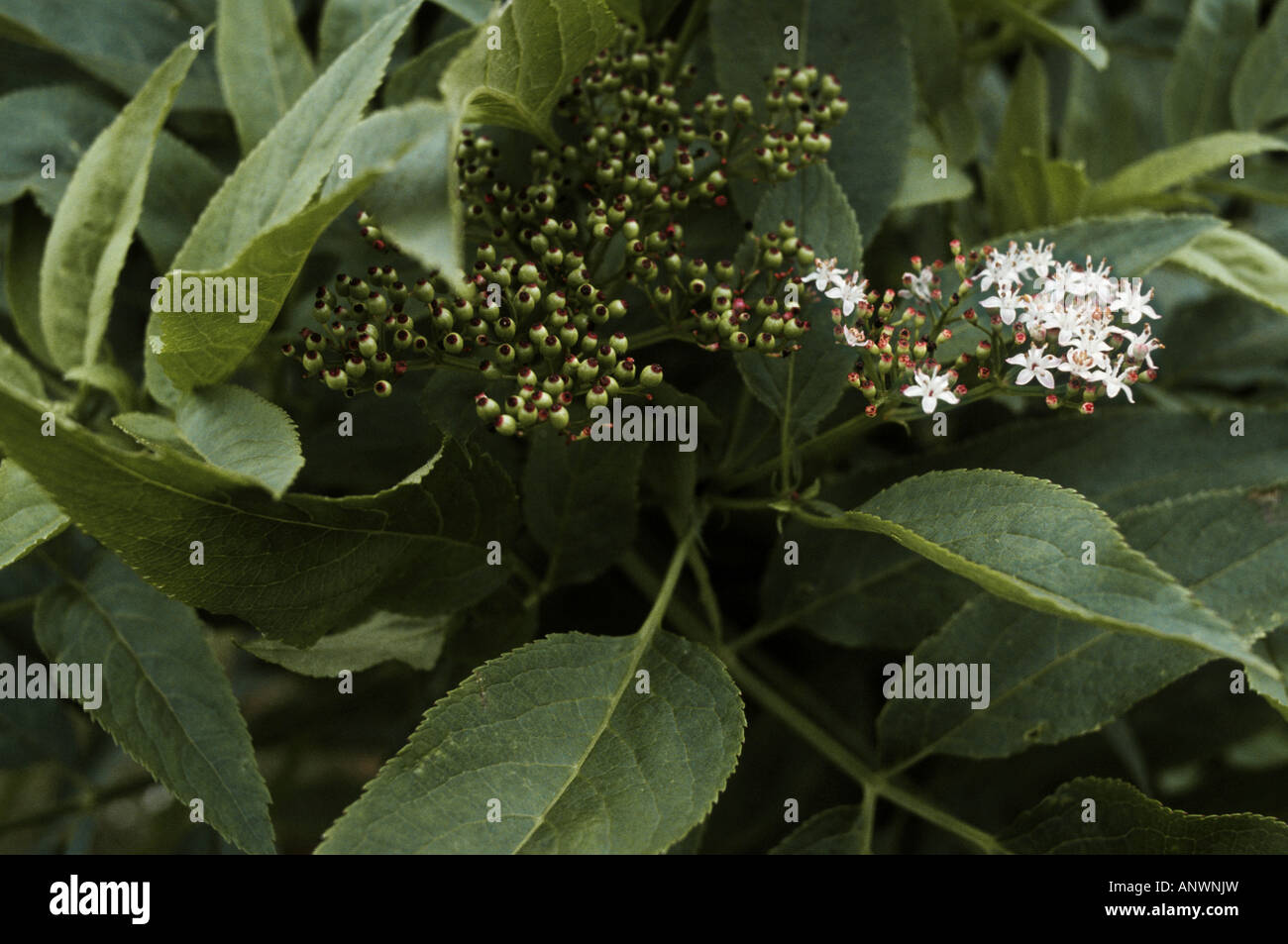 dwarf elder (Sambucus ebulus), blooming plant with immature fruits ...