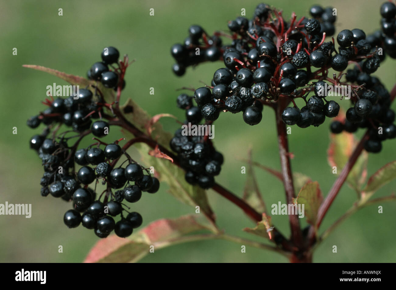 dwarf elder (Sambucus ebulus), mature fruits Stock Photo - Alamy