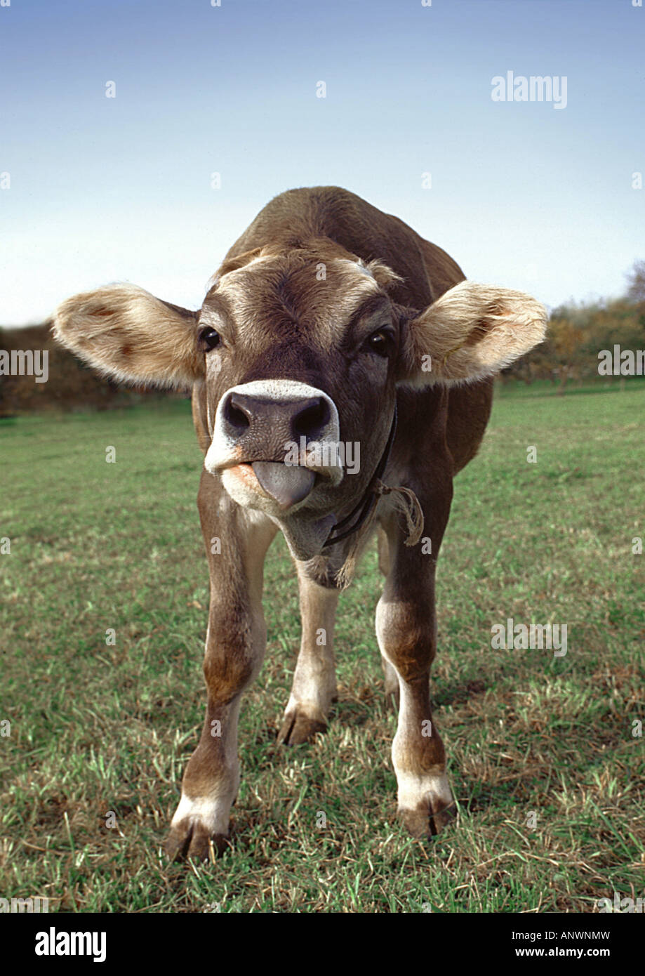 Calf facial hi-res stock photography and images - Alamy