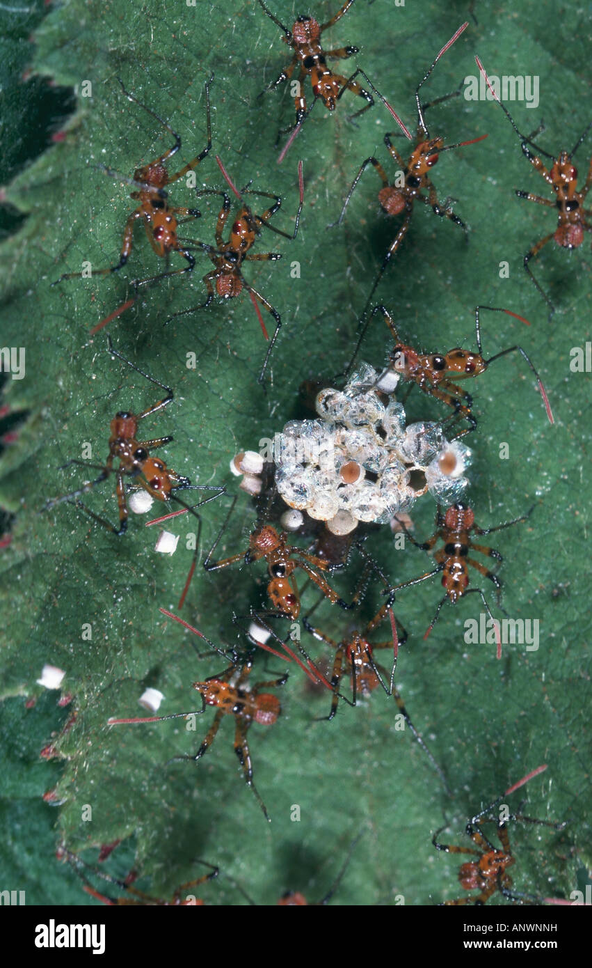 Hatching larvae hi-res stock photography and images - Alamy