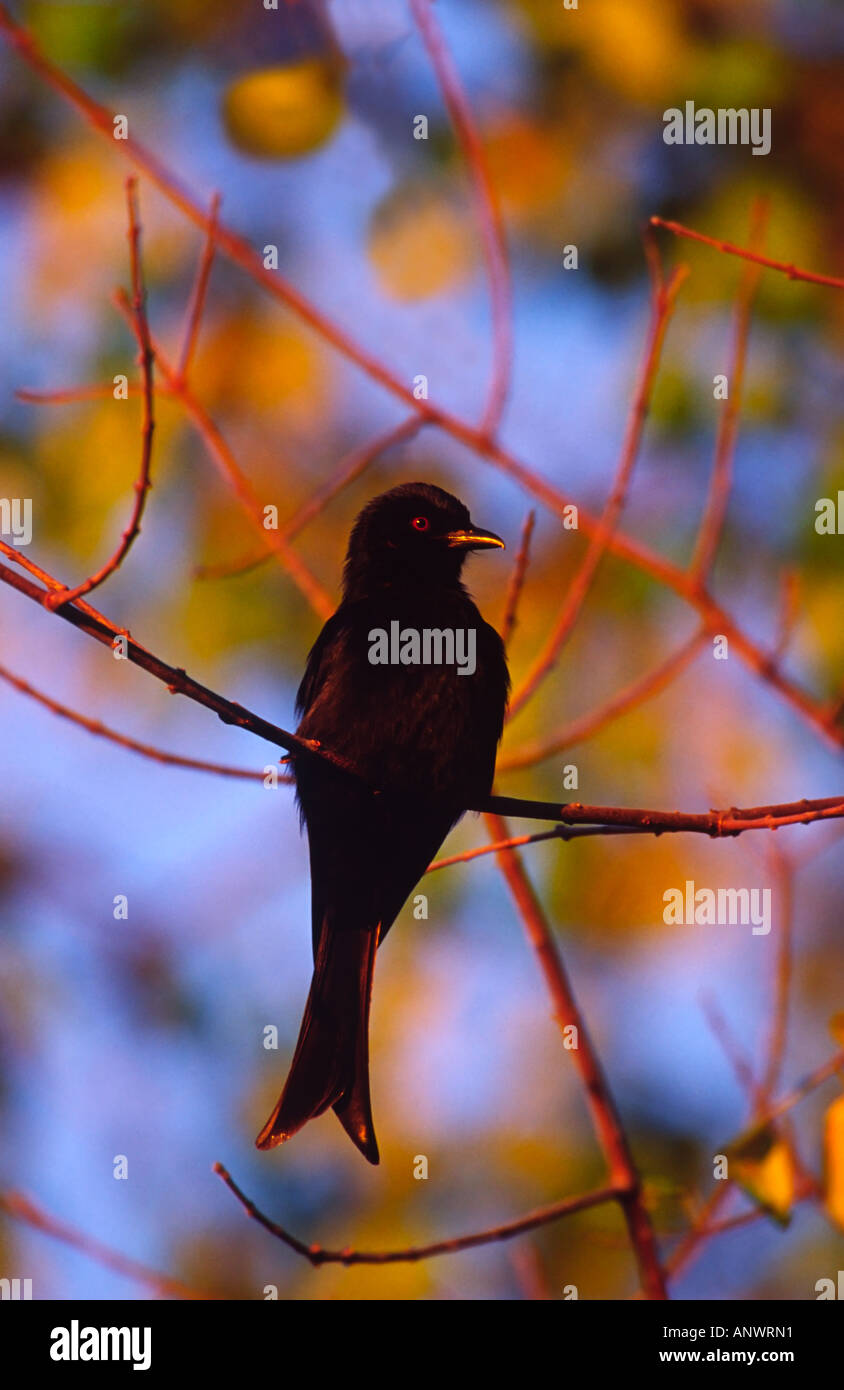 Fork-tailed Drongo (Dicrurus adsimilus), a common bird of Africa ...