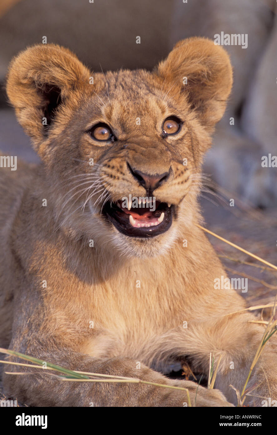 Africa, Botswana, Okavango Delta. Lion close up (Panthera Leo Stock ...