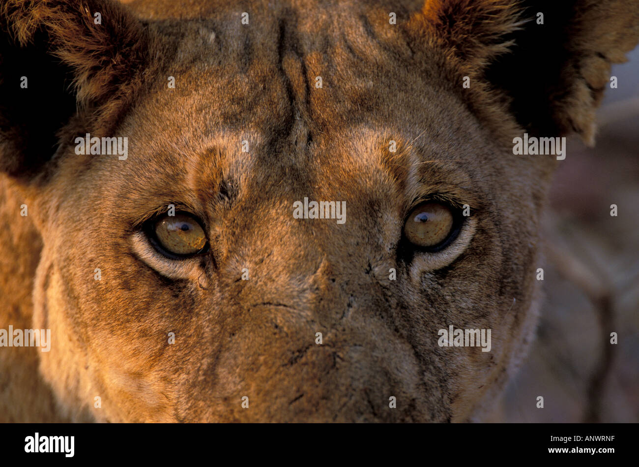 Africa, Botswana, Okavango Delta. Lion close up (Panthera leo Stock ...