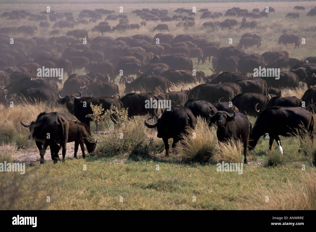 Africa, Botswana, Okavango Delta. Cape Buffalo (Sincerus buffalo Stock ...