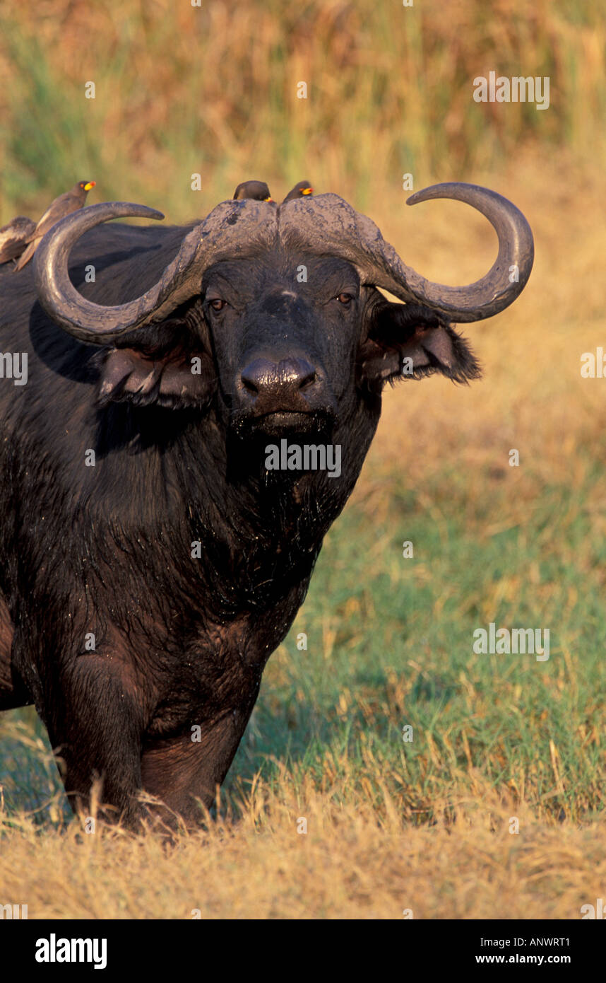 Africa, Botswana, Okavango Delta. Cape Buffalo (Sincerus buffalo Stock ...