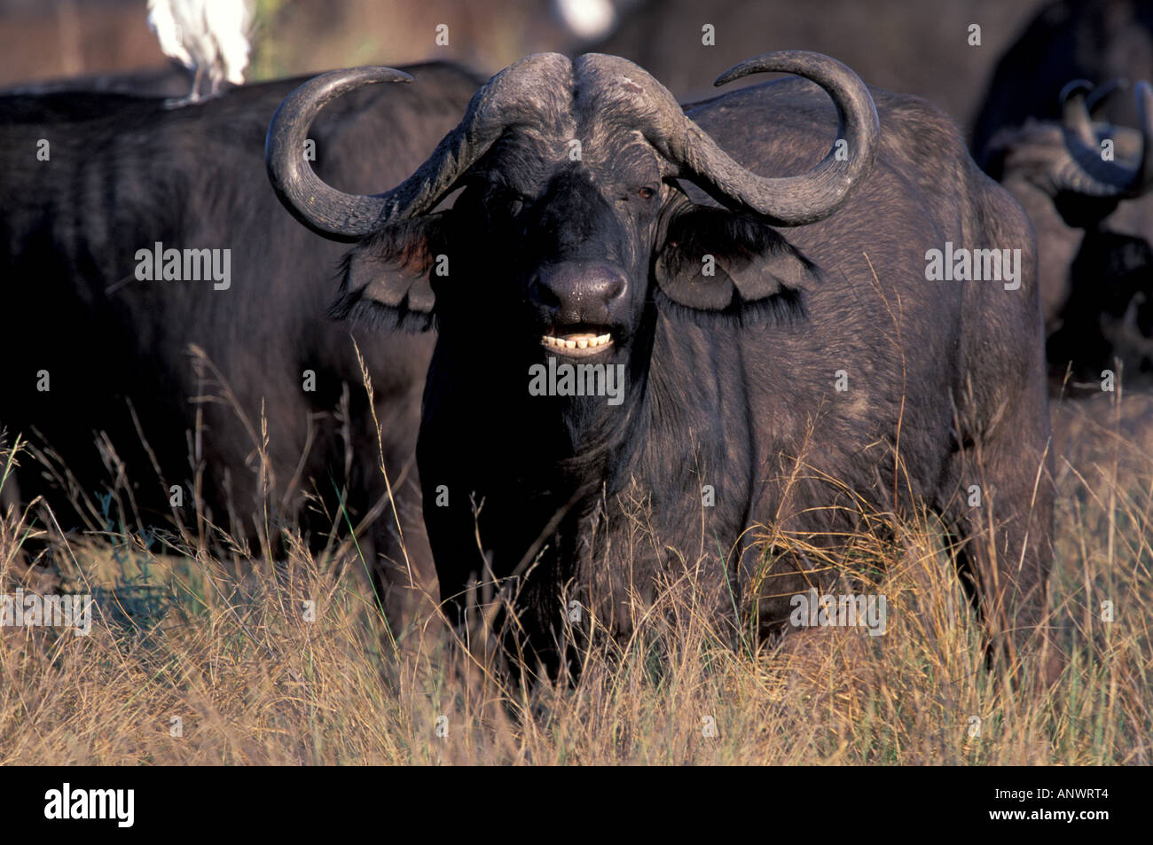 Africa, Botswana, Okavango Delta. Cape Buffalo (Sincerus buffalo Stock ...