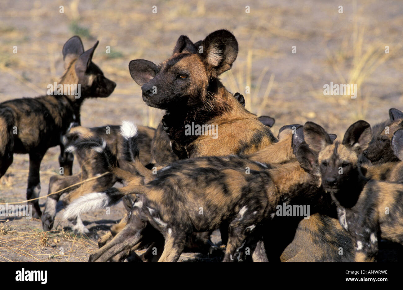 Africa, Botswana, Kuando Reservation. African Wild Dogs (Lycaon pictus ...