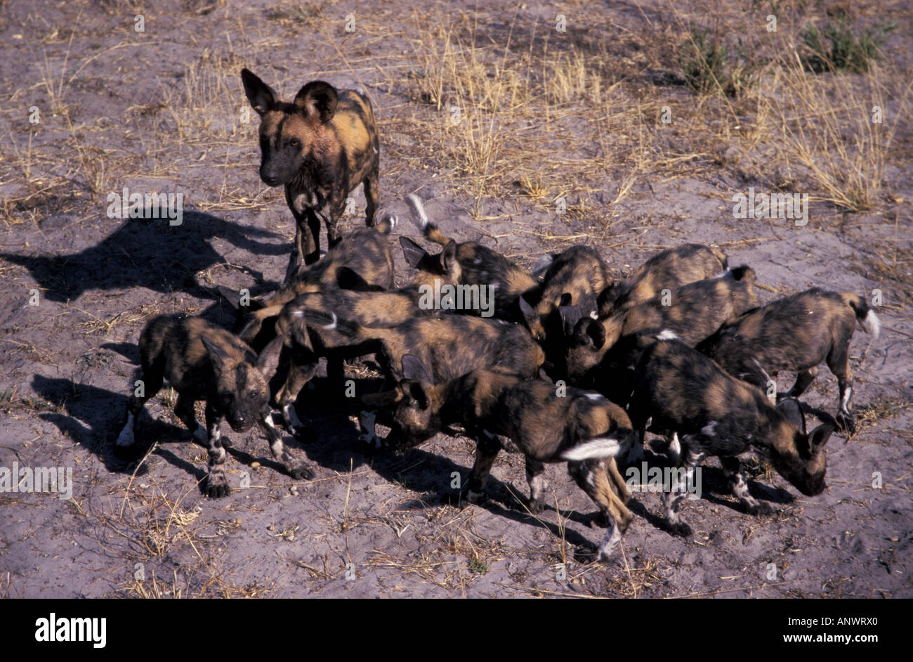 Africa, Botswana, Kuando Reservation. African Wild Dogs (Lycaon pictus ...
