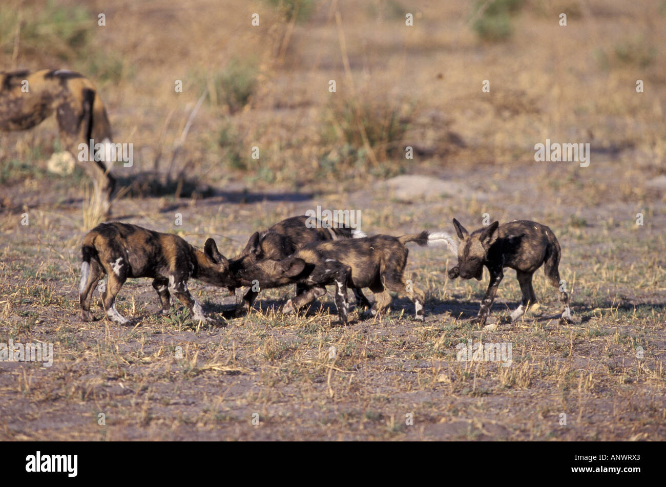 Africa, Botswana, Kuando Reservation. African Wild Dogs (Lycaon pictus ...