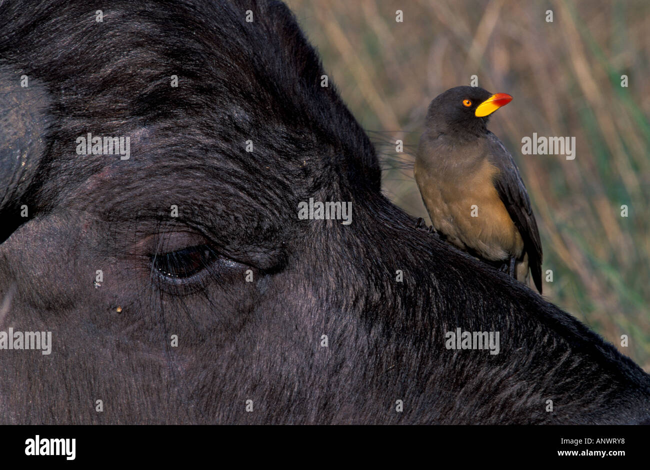 Africa, Botswana, Okavango Delta. Yellow-billed Oxpeckers (Buphagus ...